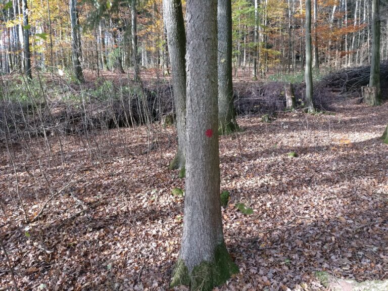 Diese Bedeutung haben die bunten Baummarkierungen im Wald - Hiking Blog